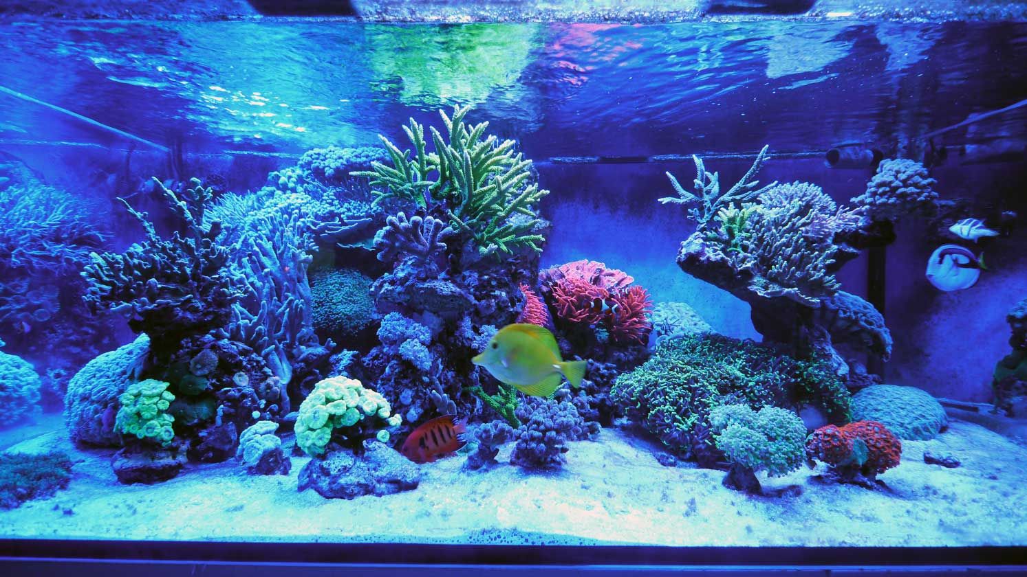 Das 770 Liter Meerwasser Aquarium von Matthias Schütt www.korallenriff.de