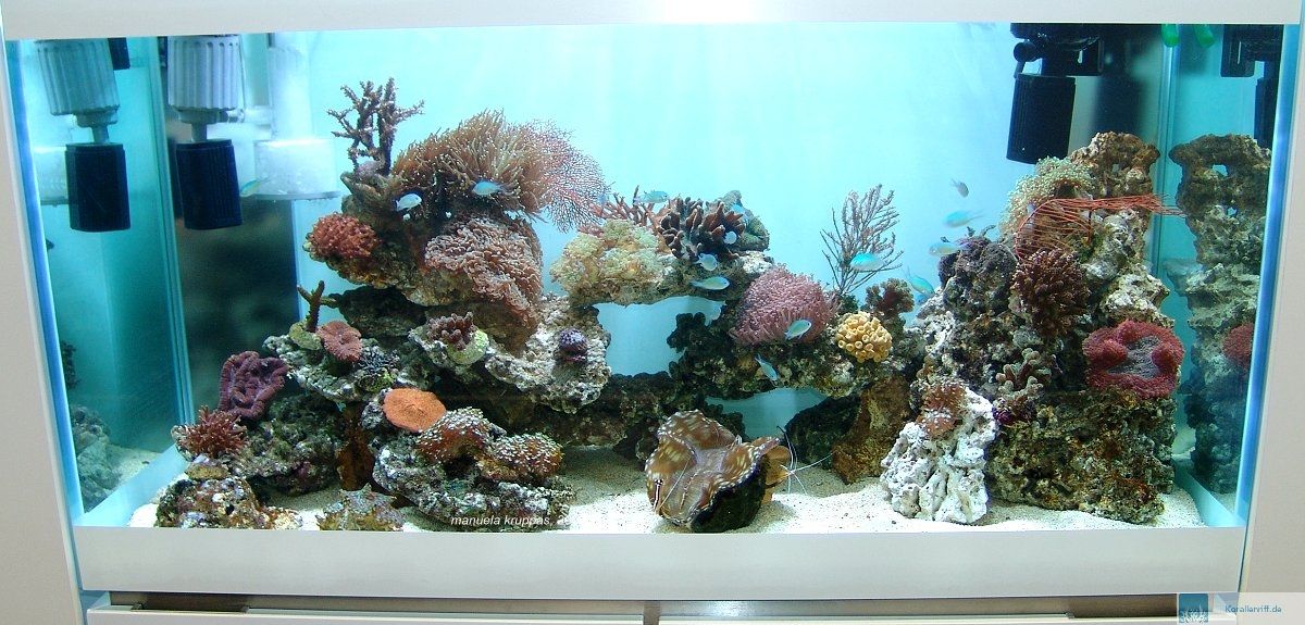 Meerwasser Einstiegtips [Kurzfassung] www.korallenriff.de