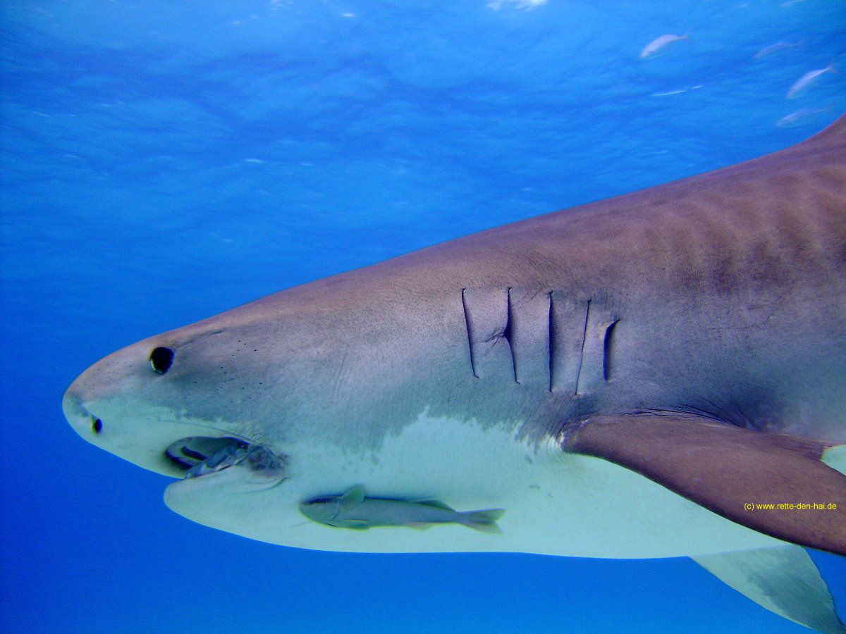 Rette den Hai ??? www.korallenriff.de
