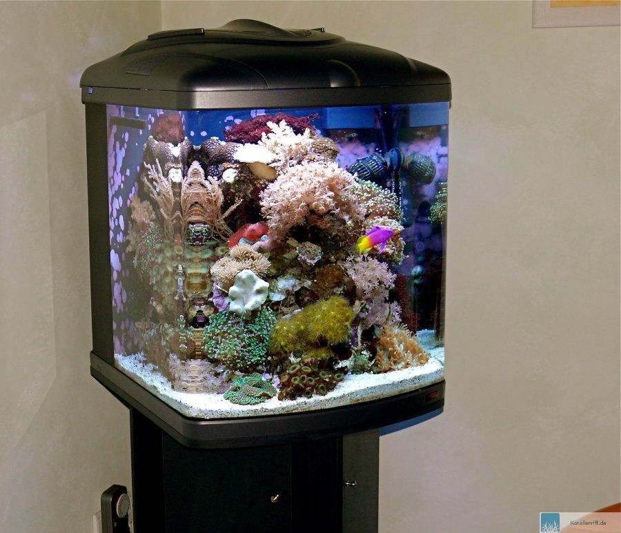 Mein Sera Biotop Cube 130 nach 18 Monaten Standzeit: www.korallenriff.de