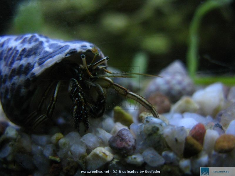 Das Nanoriff: Korallen www.korallenriff.de