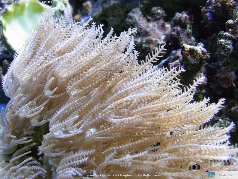 Das Nanoriff: Korallen www.korallenriff.de